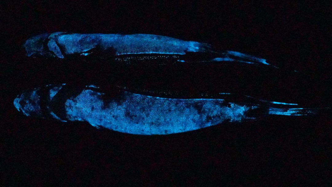 Why Can Sharks Glow in the Dark? | Vanderbilt Student Volunteers for ...