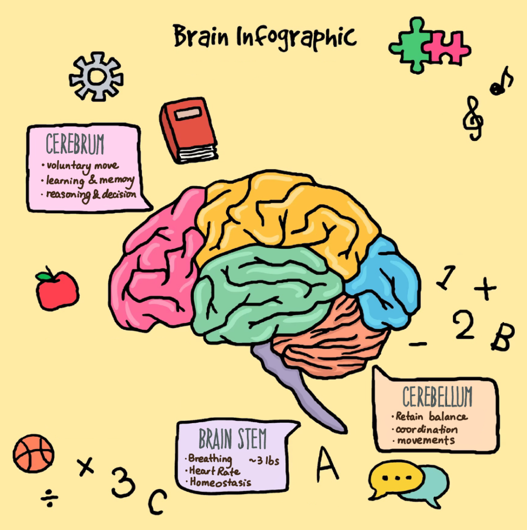 Did You Know These Facts About Your Brain? | Vanderbilt Student ...